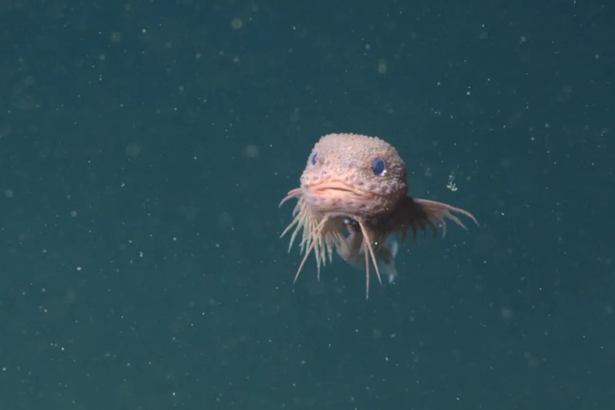 Científicos Descubren Nuevas Especies de Peces de Aguas Profundas ...